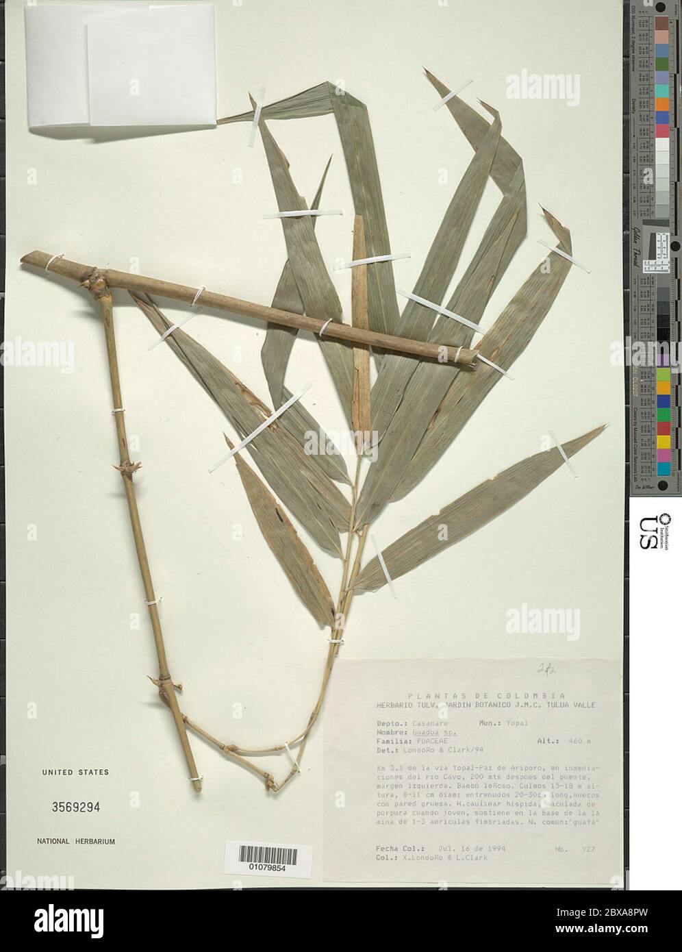 Guadua sp hi-res stock photography and images - Alamy