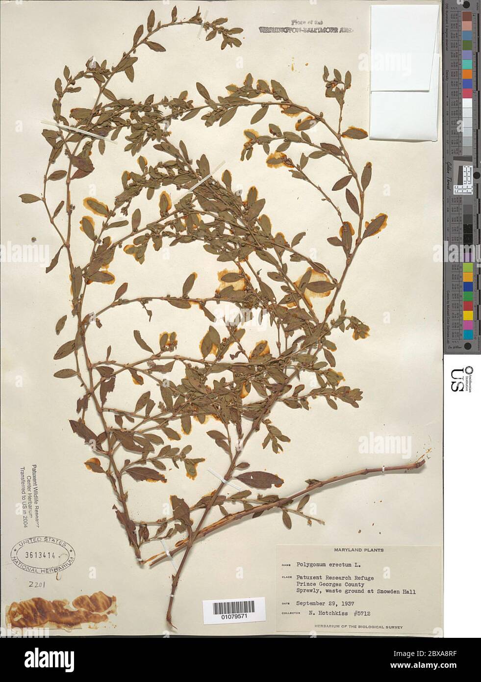 Polygonum erectum L Polygonum erectum L Stock Photo - Alamy