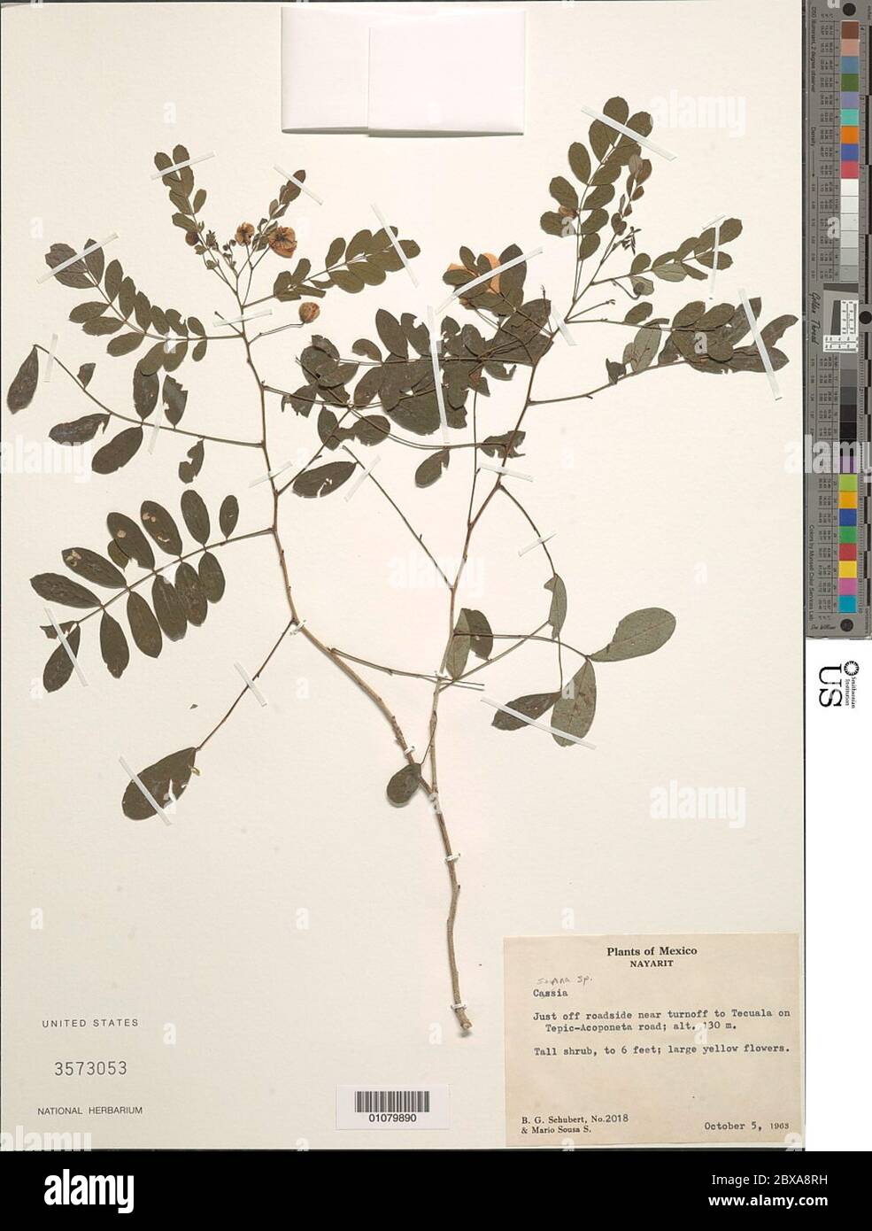 Senna sp Senna sp Stock Photo - Alamy