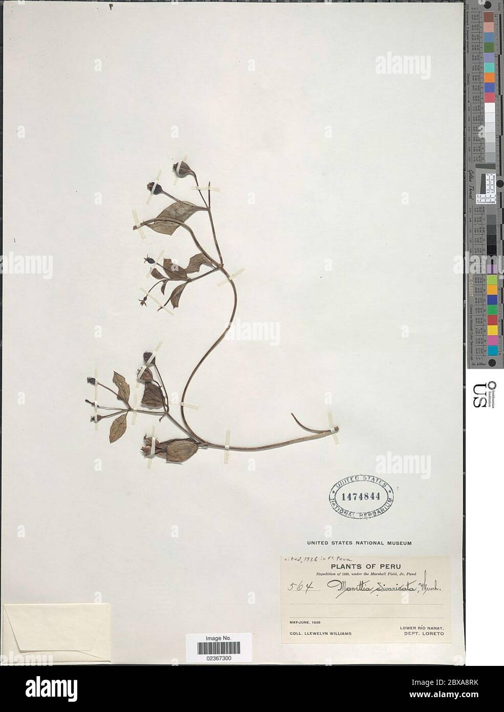 Manettia divaricata Wernham Manettia divaricata Wernham Stock Photo - Alamy