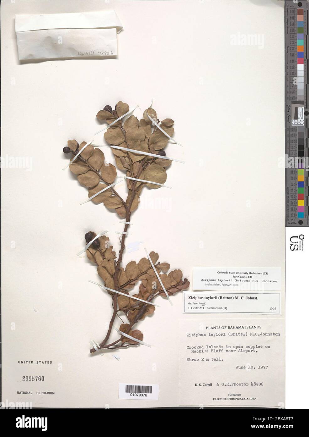 Ziziphus species identification hi-res stock photography and images - Alamy