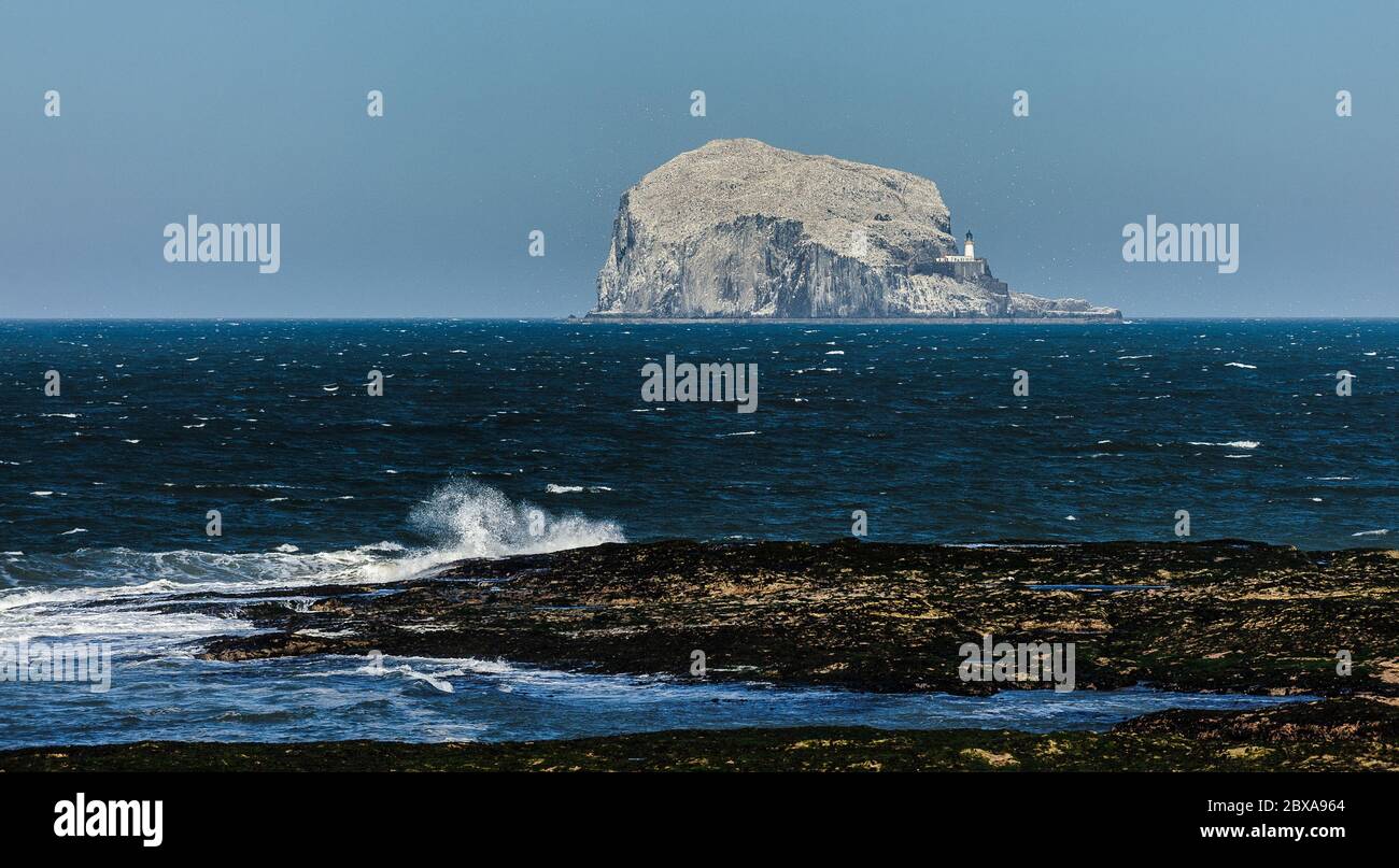 View of the Bass Rock gannet colony from the esplanade in North Berwick ...