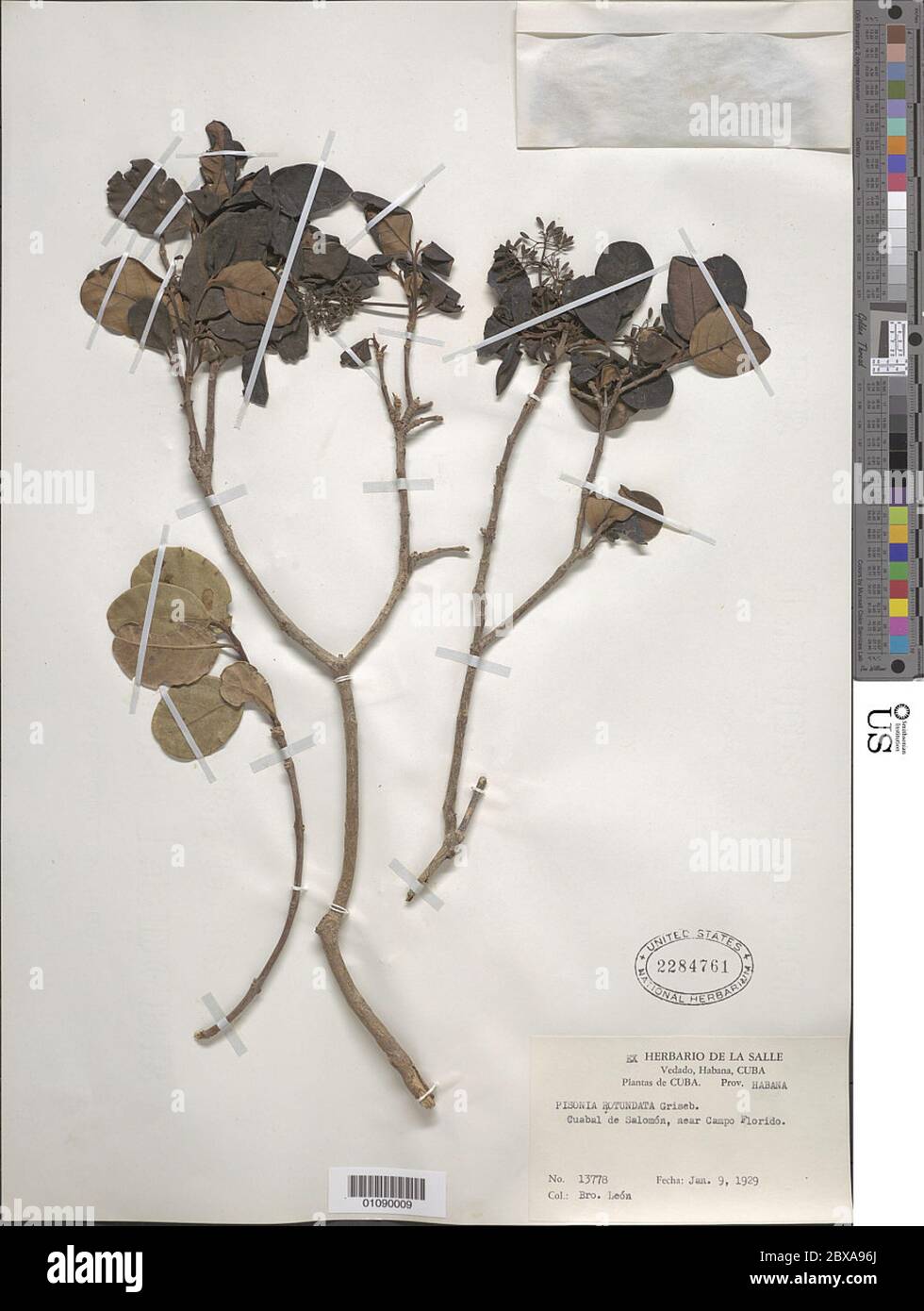 Pisonia rotundata Griseb Pisonia rotundata Griseb Stock Photo - Alamy