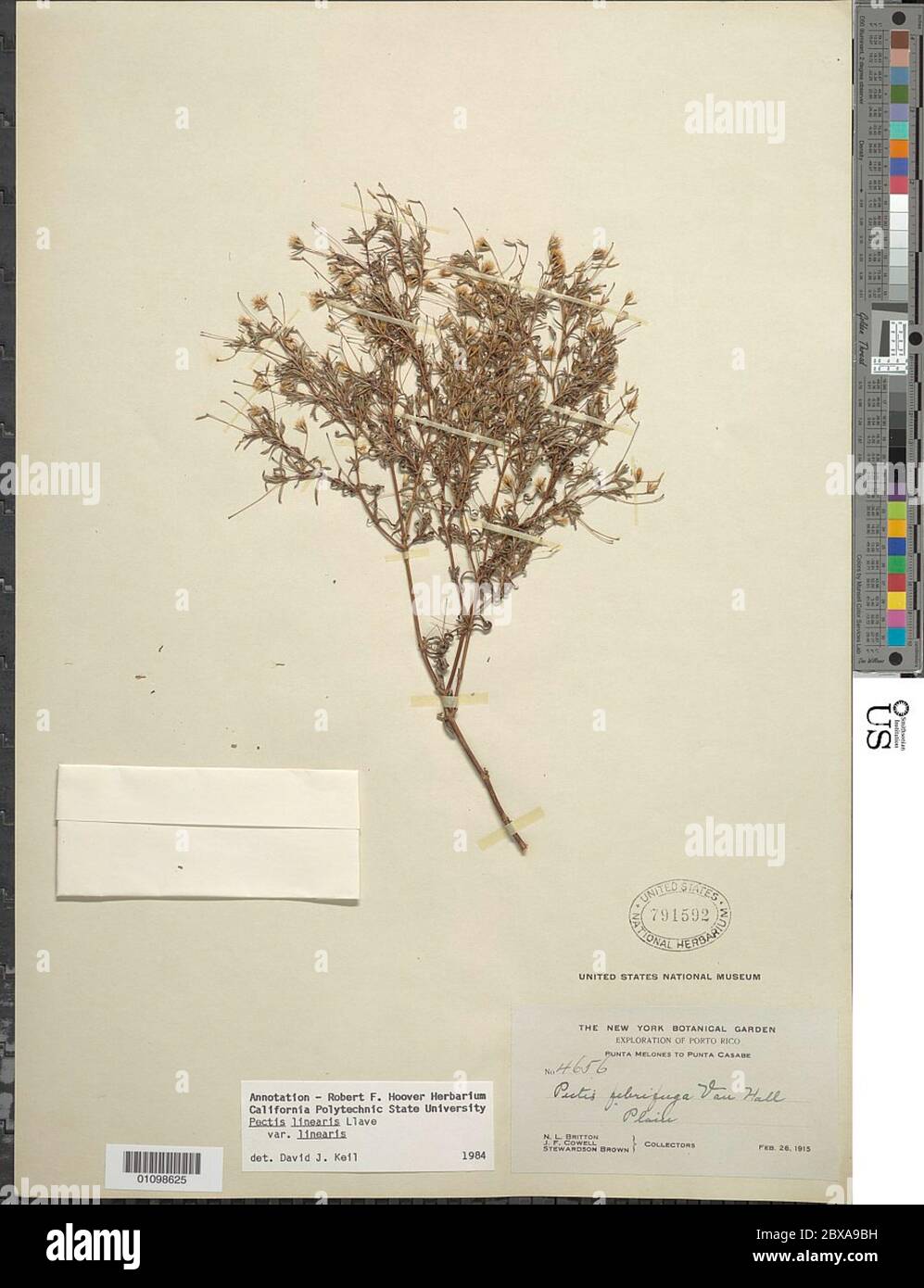 Pectis linearis La Llave Pectis linearis La Llave Stock Photo - Alamy