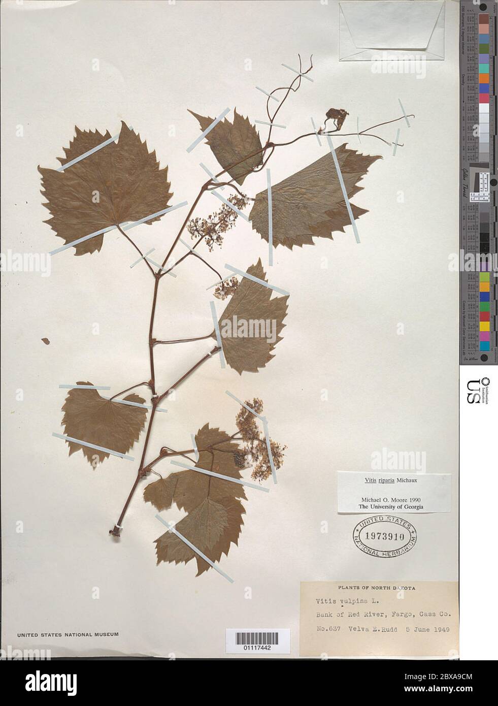 Vitis riparia hi-res stock photography and images - Alamy