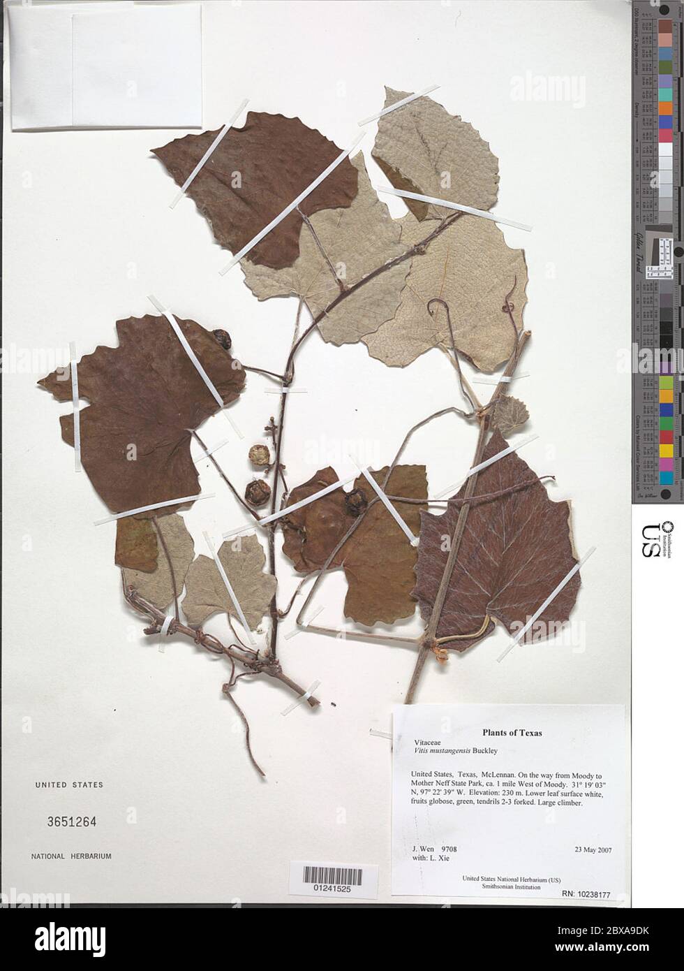 Vitis mustangensis hi-res stock photography and images - Alamy