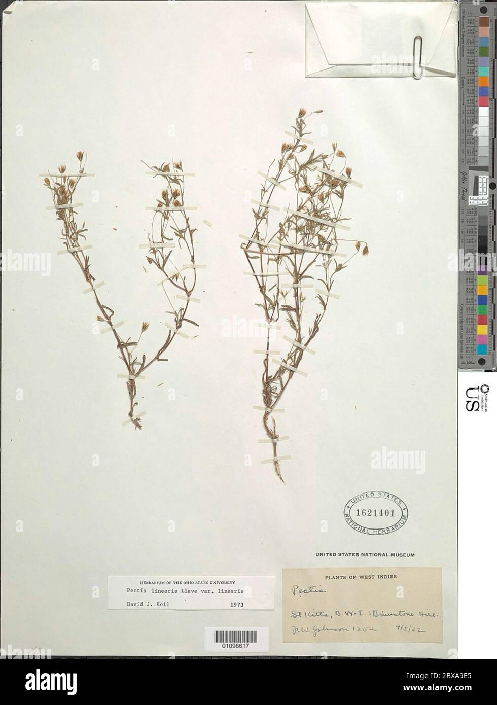 Pectis linearis La Llave Pectis linearis La Llave Stock Photo - Alamy