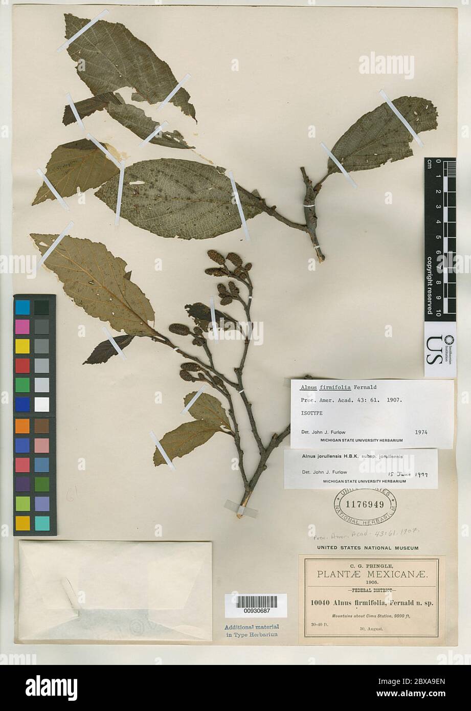 Alnus firmifolia Fernald Alnus firmifolia Fernald Stock Photo - Alamy