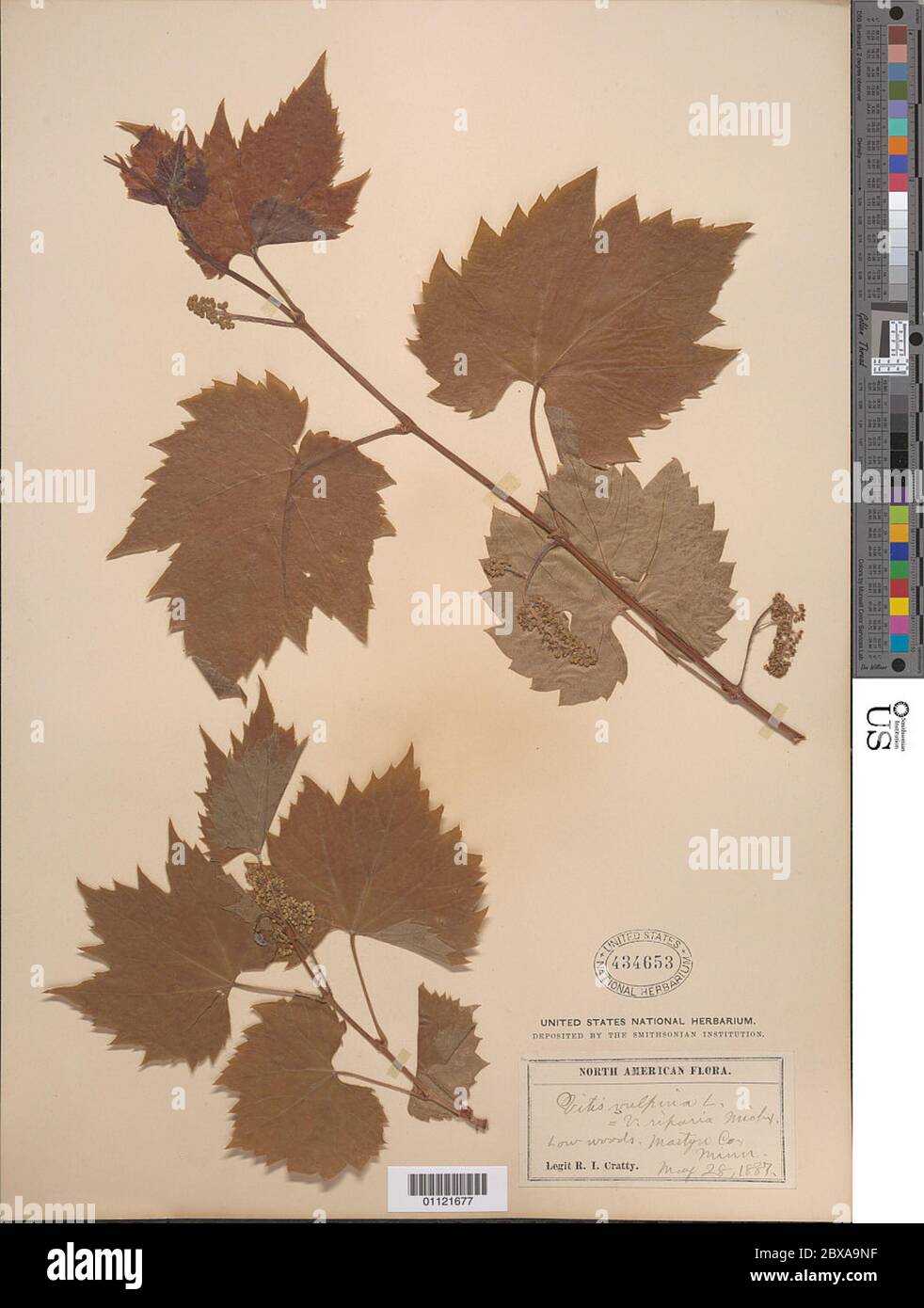 Vitis vulpina L Vitis vulpina L Stock Photo - Alamy