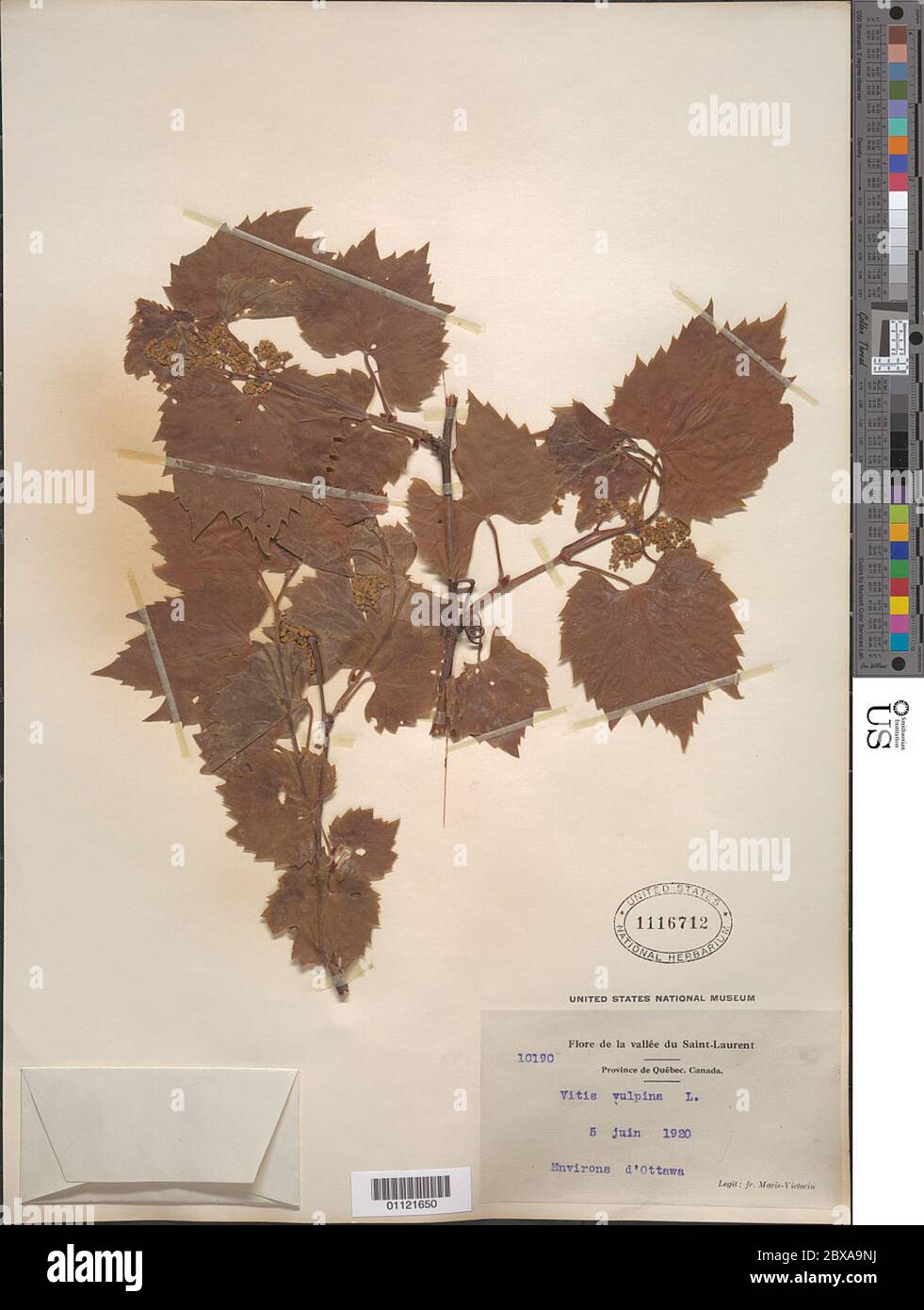 Vitis Vulpina High Resolution Stock Photography and Images - Alamy