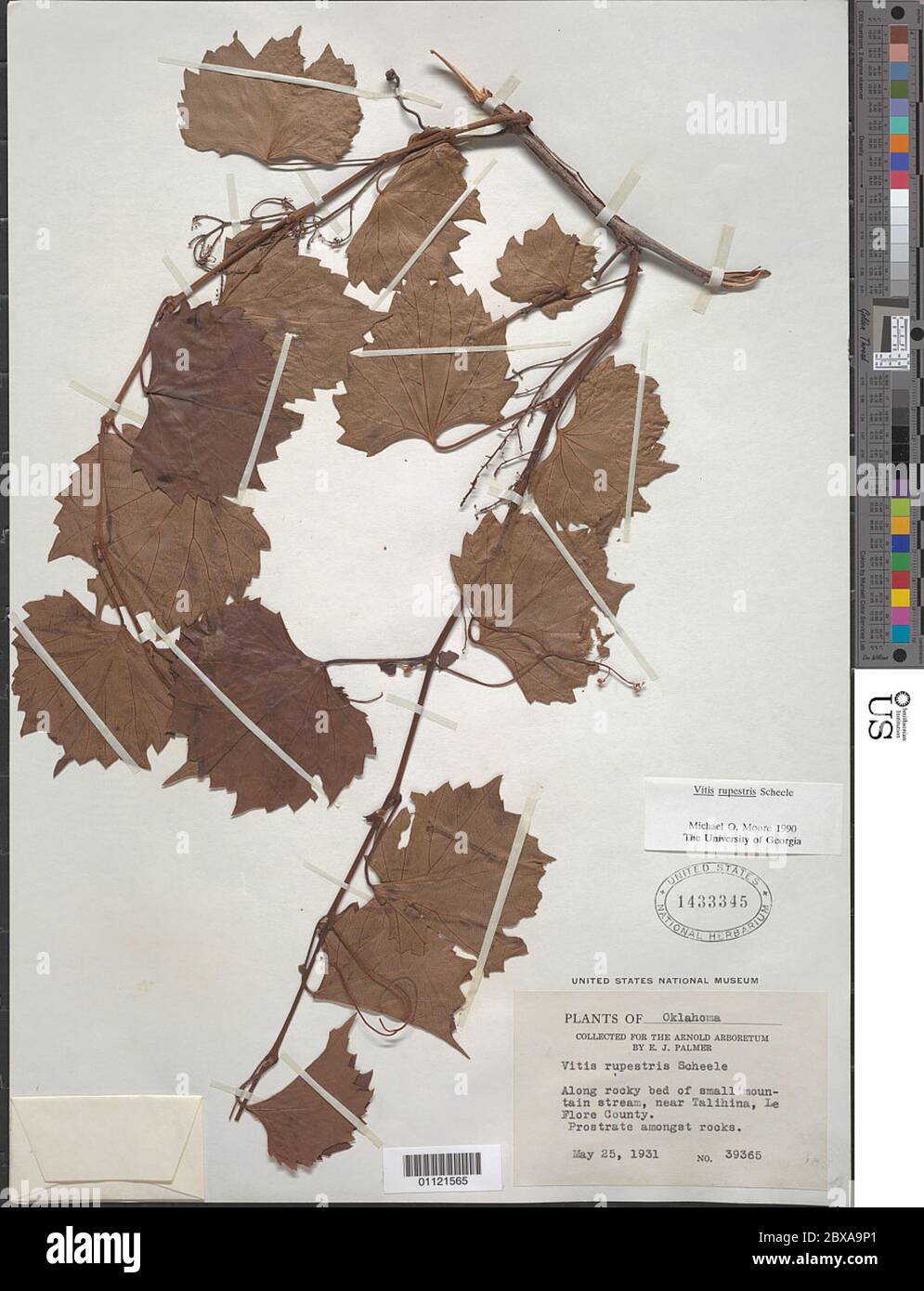 Vitis rupestris Scheele Vitis rupestris Scheele Stock Photo - Alamy