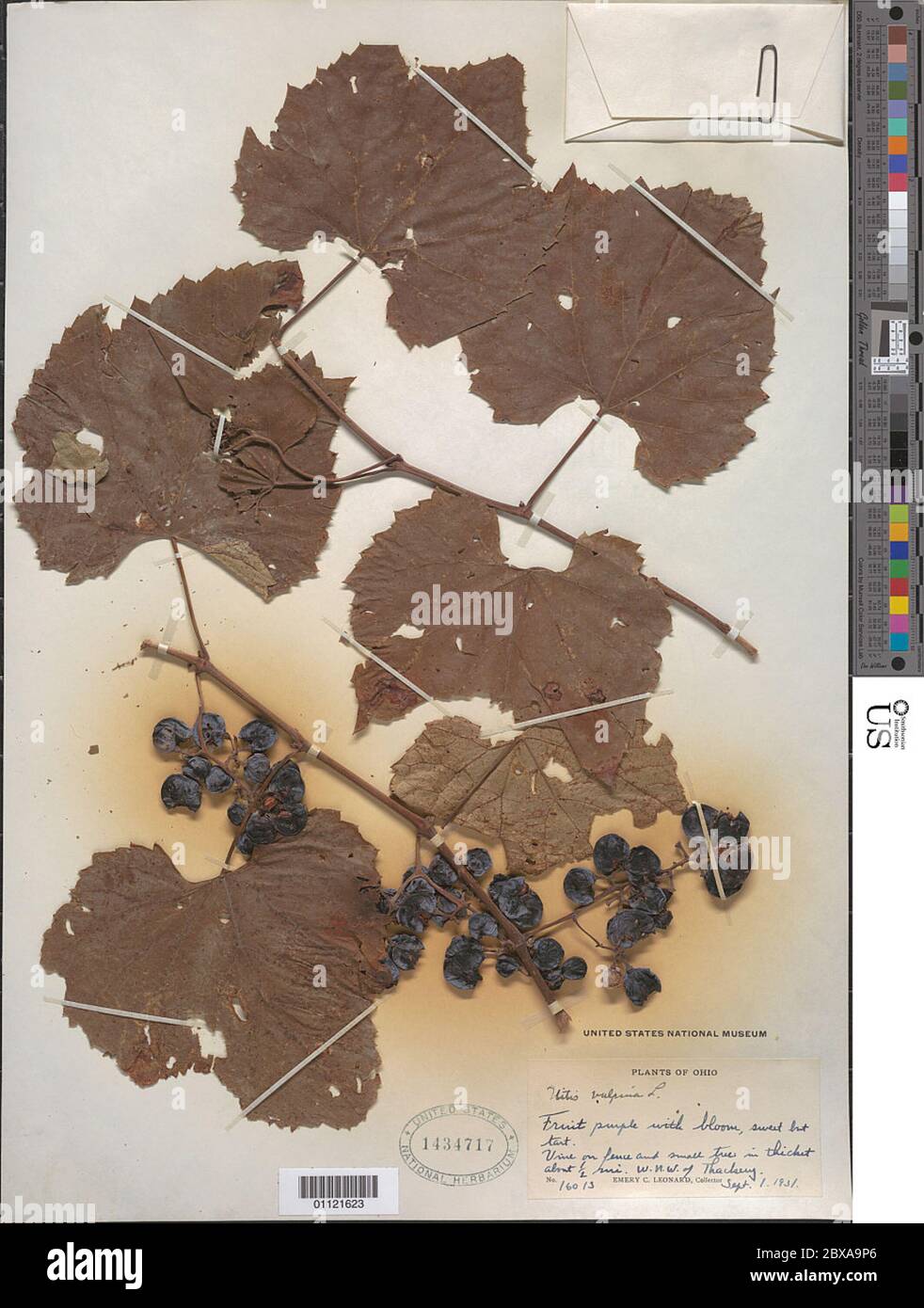 Vitis vulpina hi-res stock photography and images - Alamy