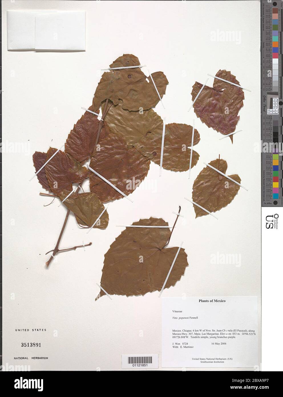 Vitis popenoei JL Fennell Vitis popenoei JL Fennell Stock Photo - Alamy