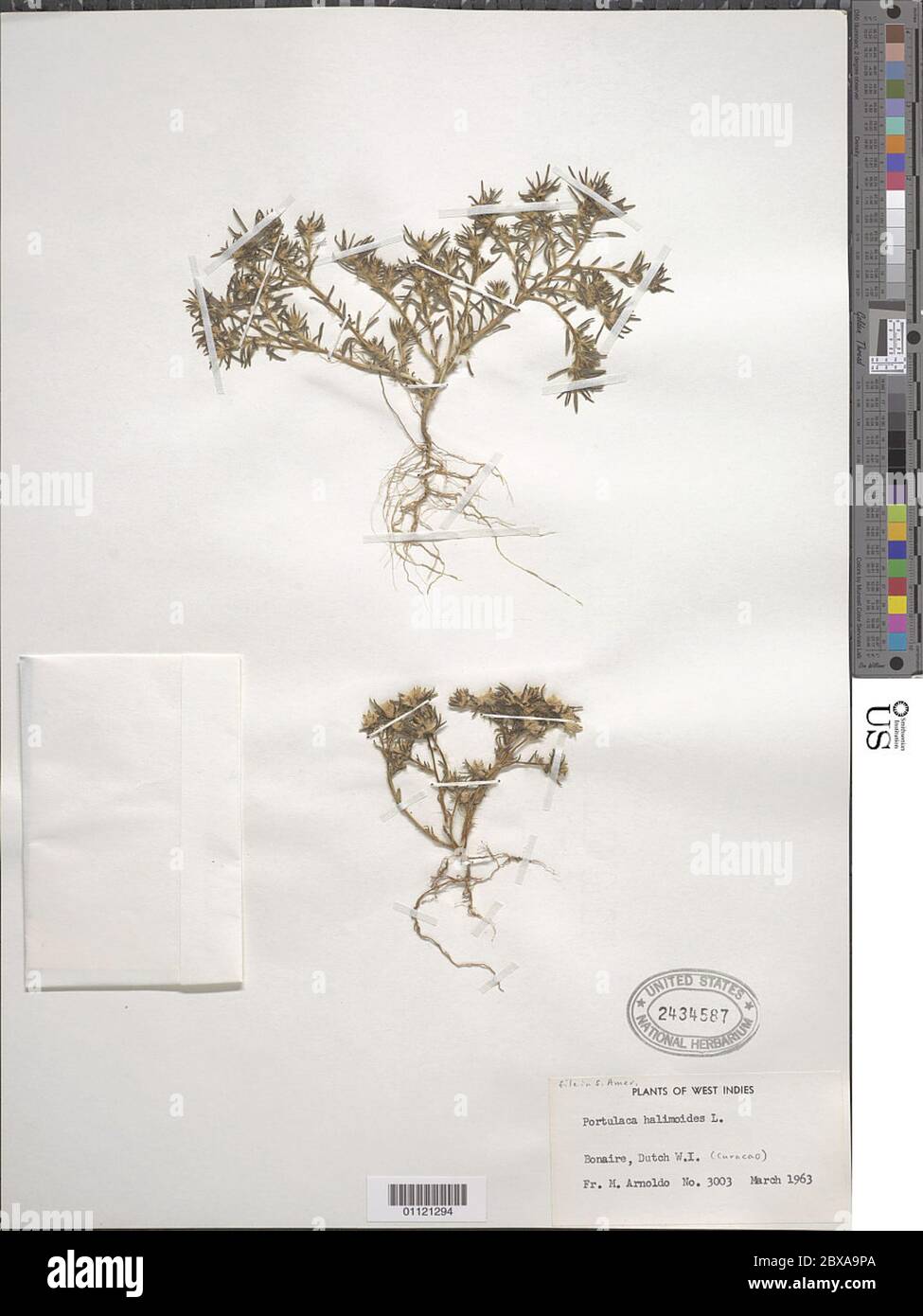 Portulaca halimoides L Portulaca halimoides L Stock Photo - Alamy