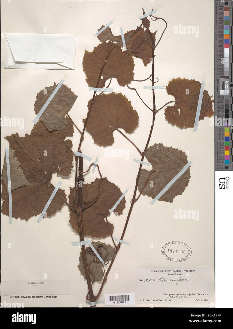 Vitis vinifera L Vitis vinifera L Stock Photo - Alamy