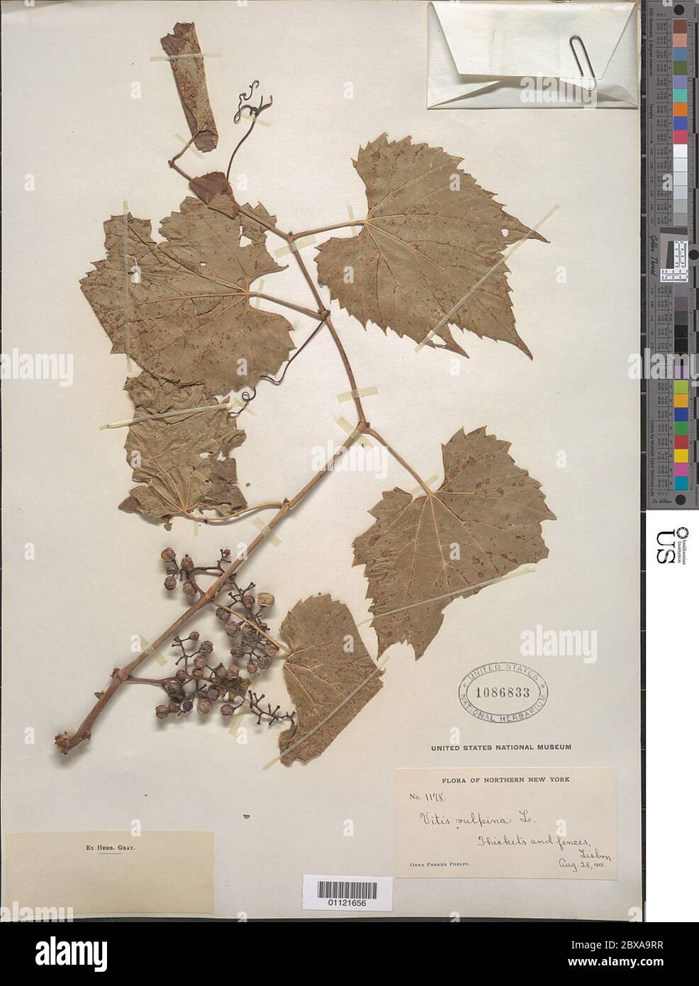 Vitis vulpina hi-res stock photography and images - Alamy