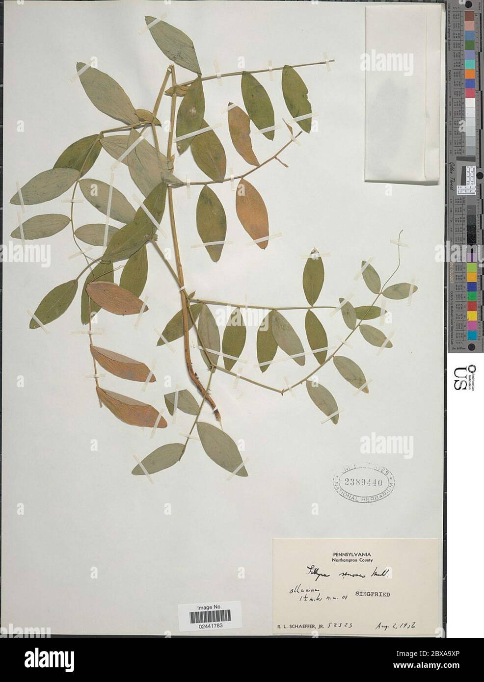 Lathyrus venosus Muhl Lathyrus venosus Muhl Stock Photo - Alamy