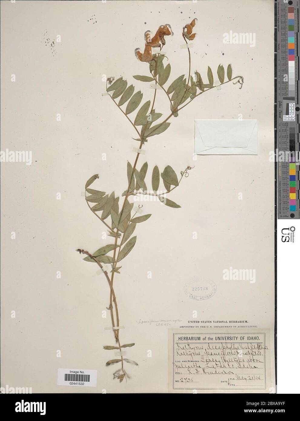 Lathyrus pauciflorus Lathyrus pauciflorus Stock Photo - Alamy