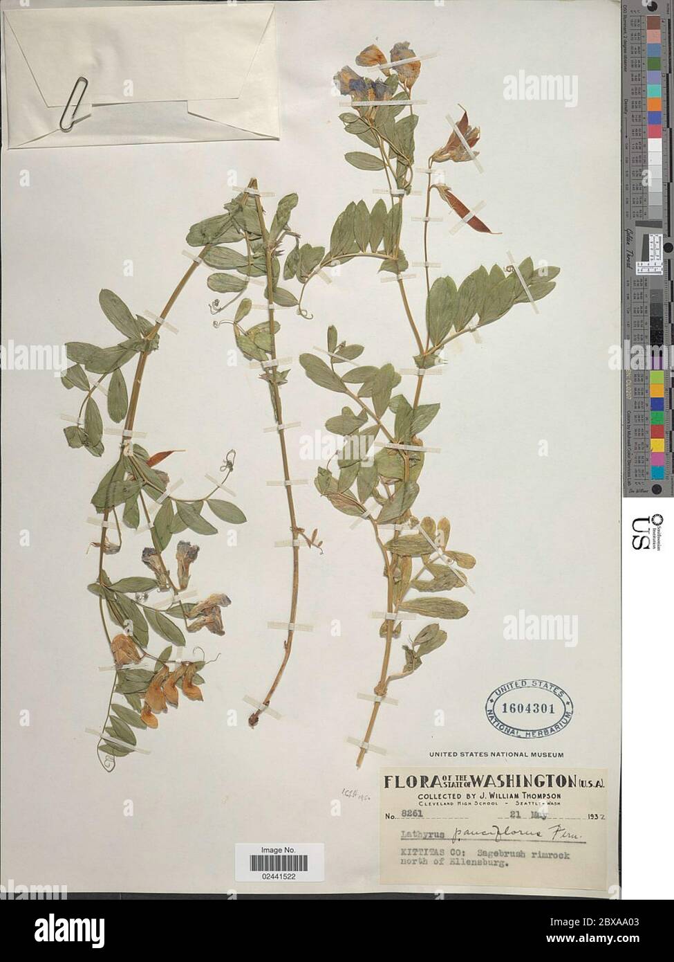 Lathyrus pauciflorus Lathyrus pauciflorus Stock Photo - Alamy