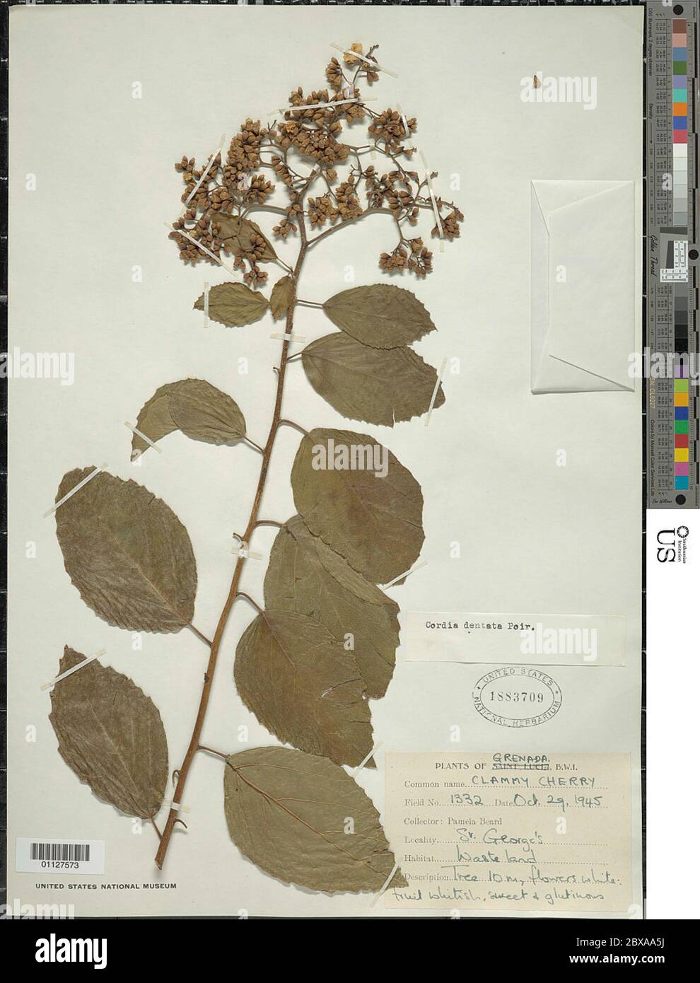 Cordia dentata hi-res stock photography and images - Alamy