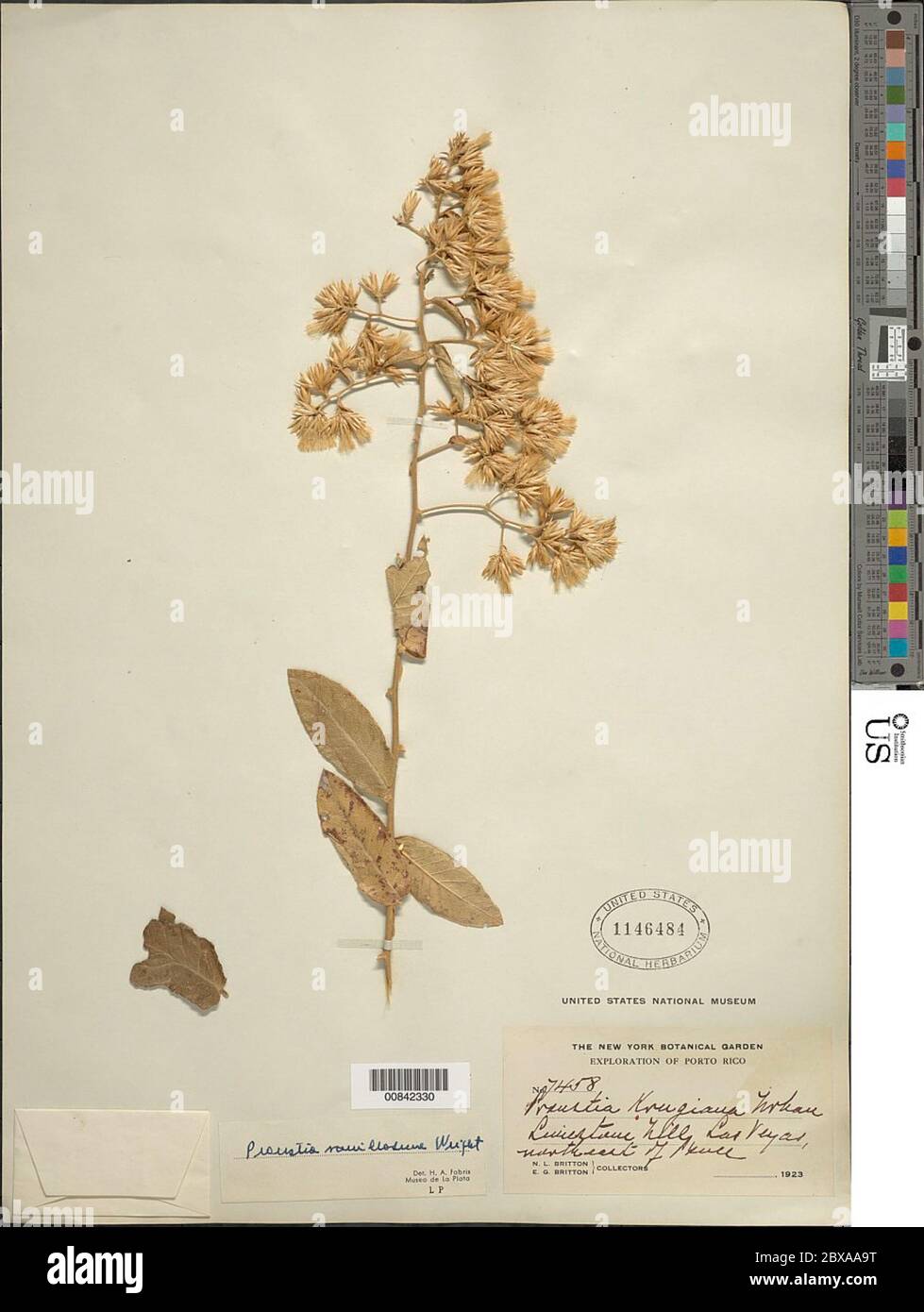 Berylsimpsonia vanillosma C Wright BL Turner Berylsimpsonia vanillosma ...