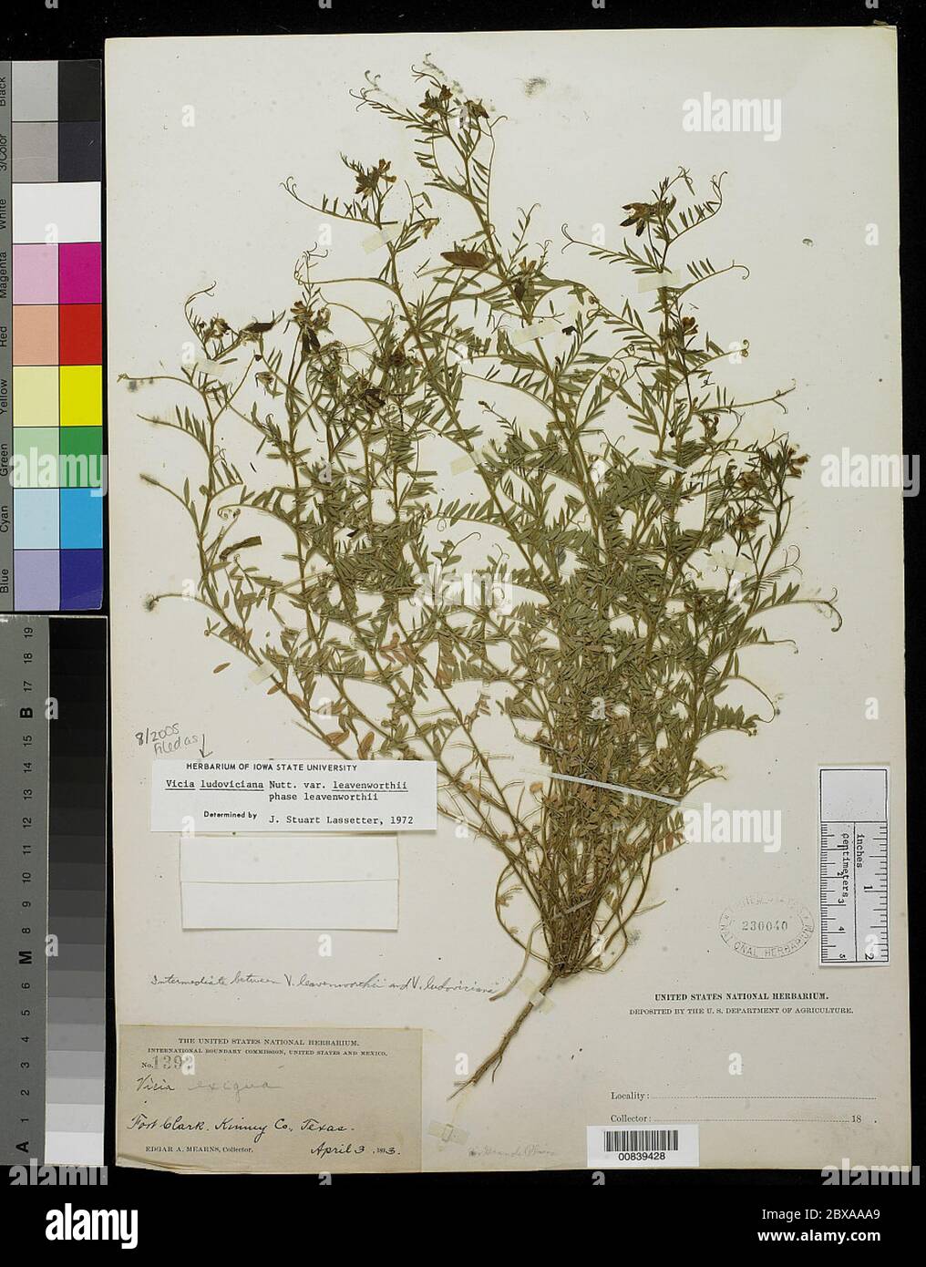 Vicia ludoviciana var leavenworthii Vicia ludoviciana var leavenworthii ...