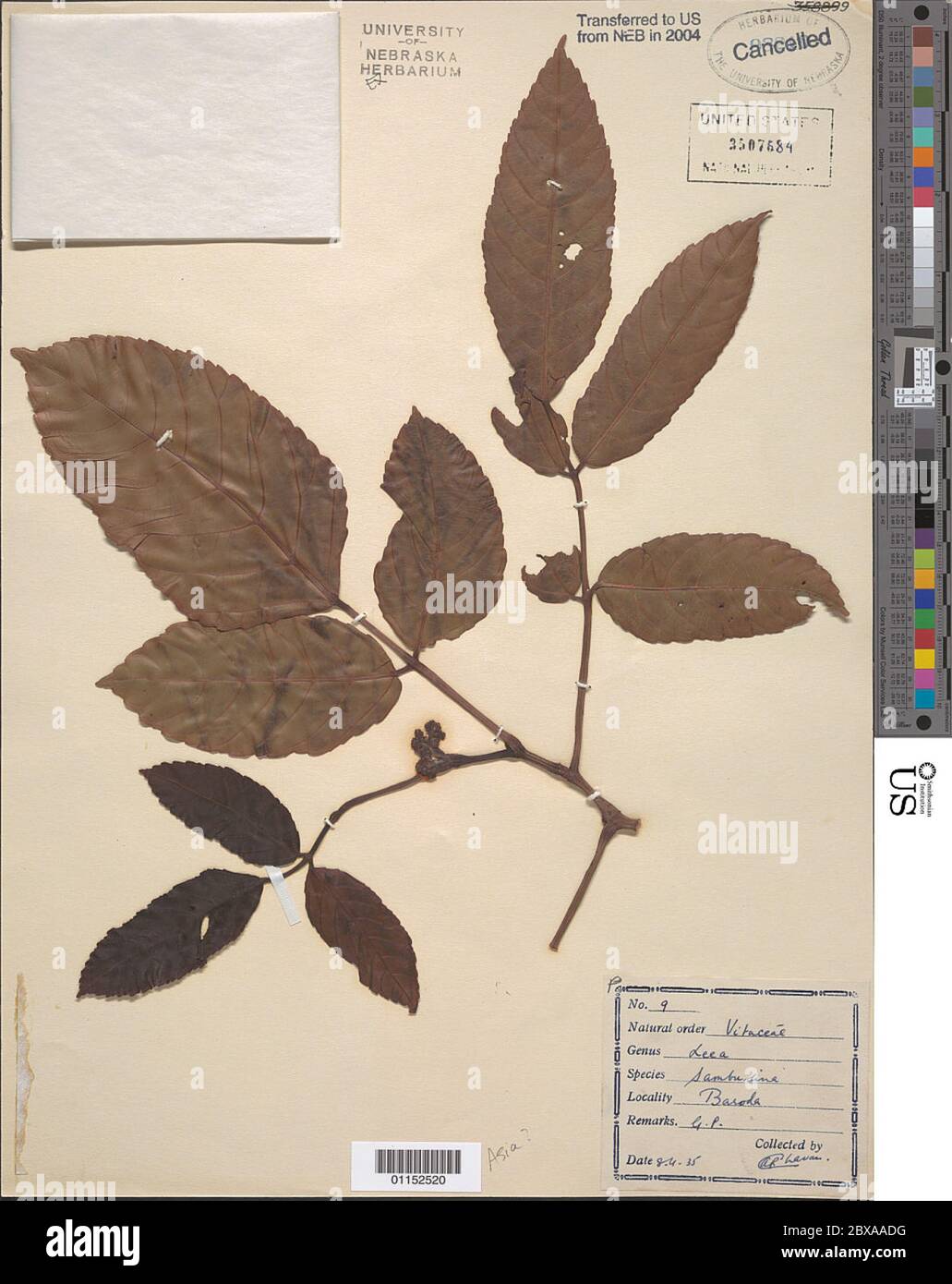 Leea sp Leea sp Stock Photo - Alamy