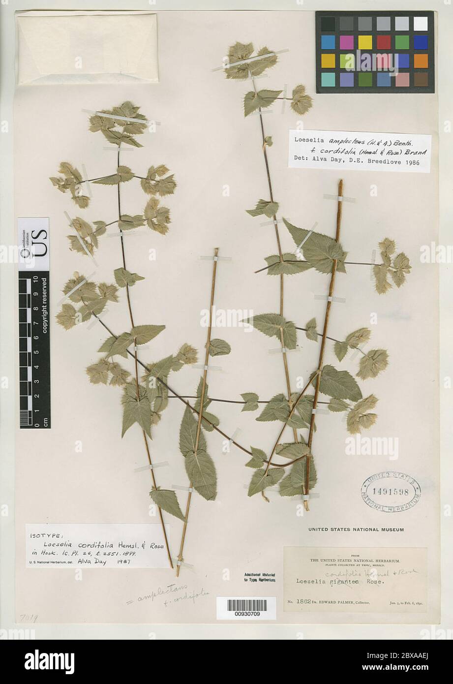 Loeselia cordifolia Hemsl Rose Loeselia cordifolia Hemsl Rose Stock ...