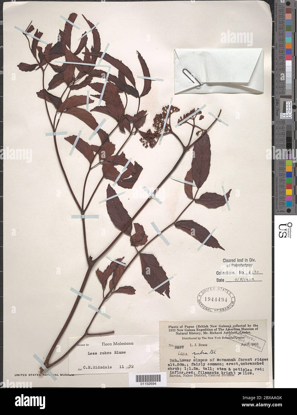 Leea rubra Blume Spreng Leea rubra Blume Spreng Stock Photo - Alamy