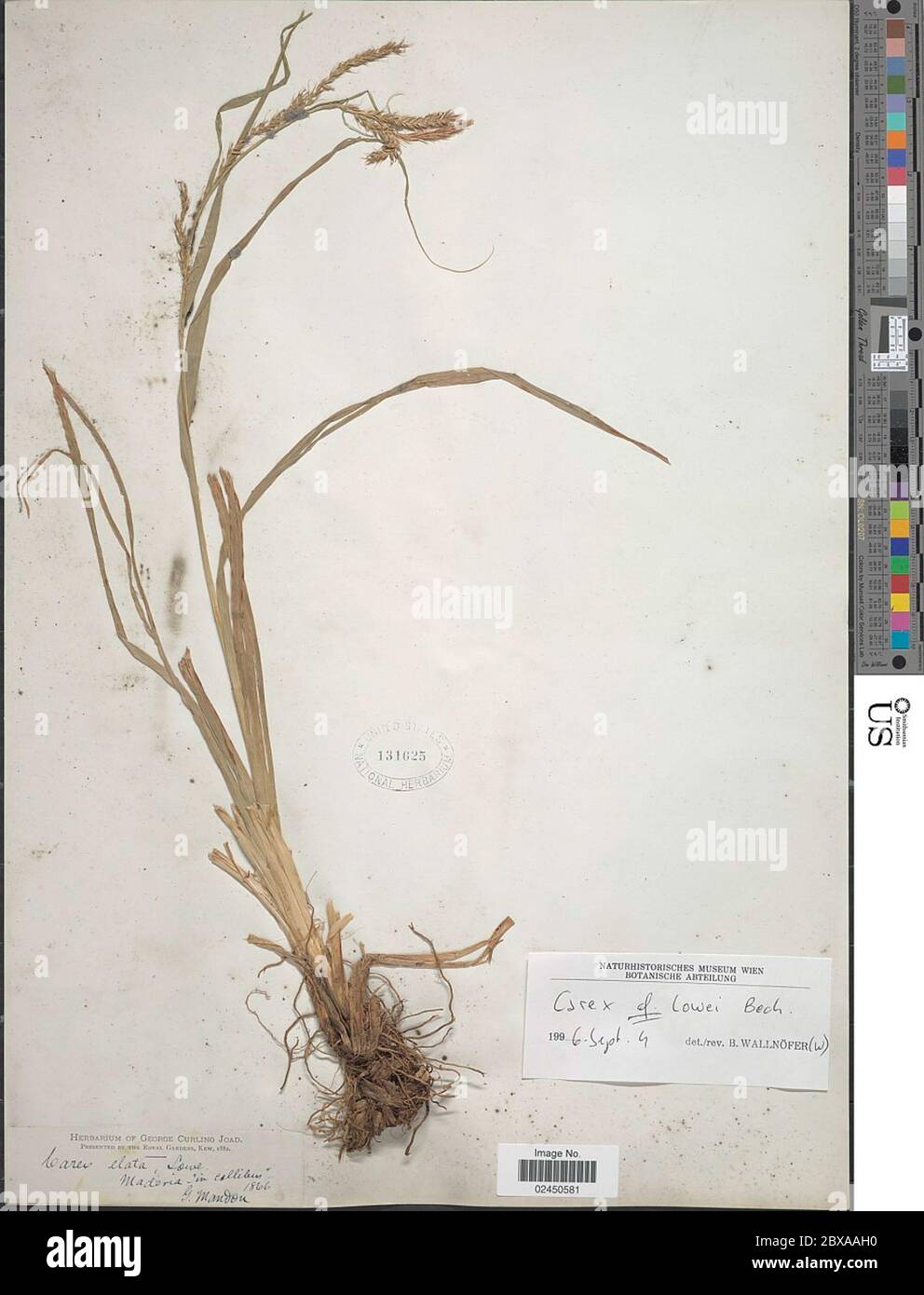 Carex lowei Bech Carex lowei Bech Stock Photo - Alamy