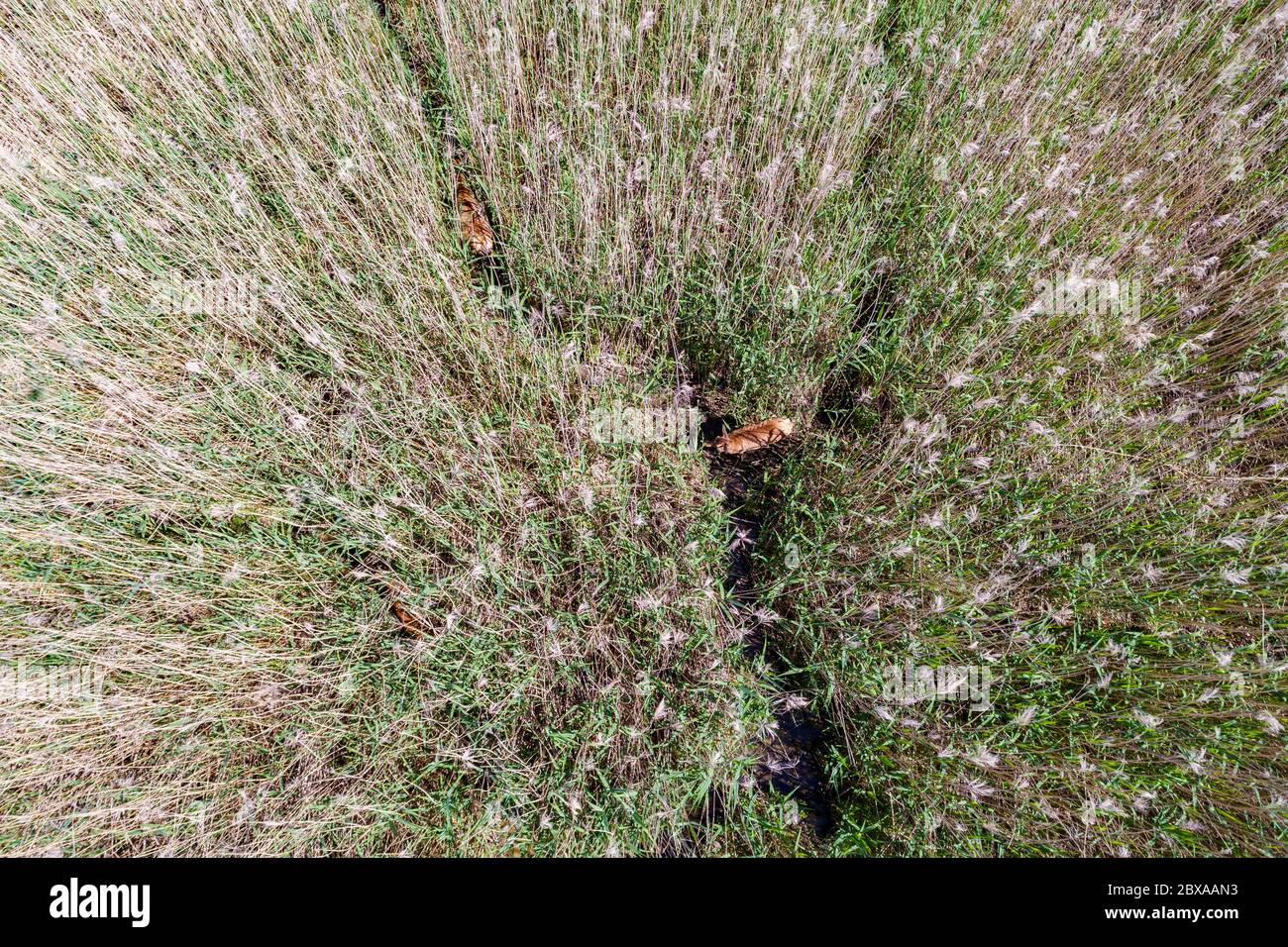 Female specimens hi-res stock photography and images - Alamy