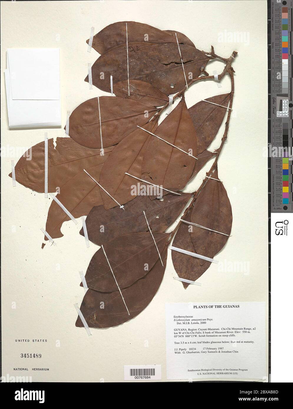 Amazonicum hi-res stock photography and images - Alamy