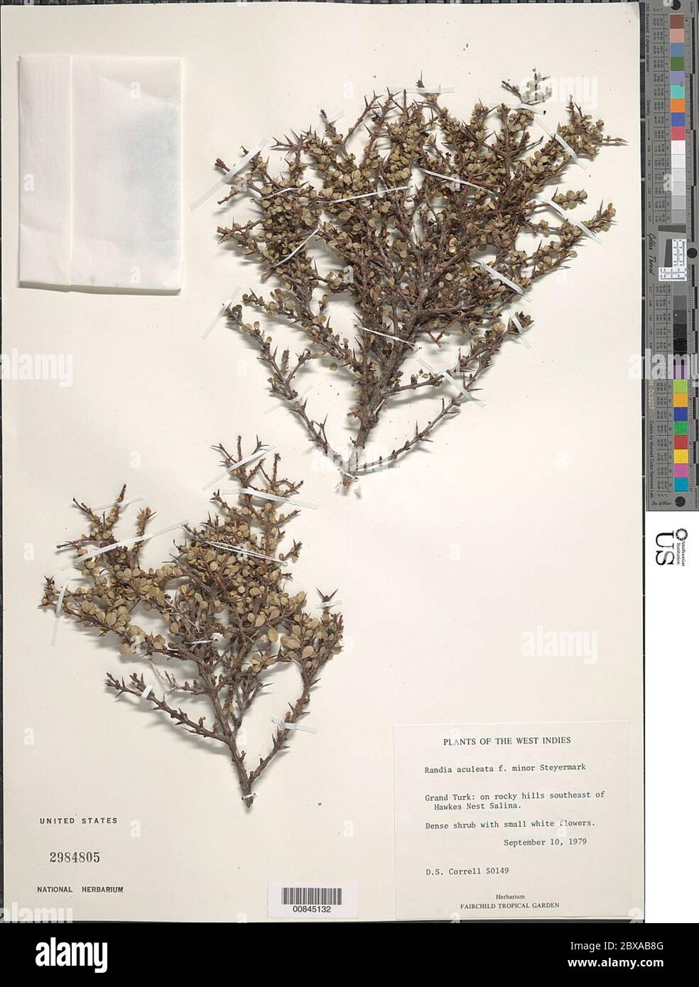 Randia aculeata hi-res stock photography and images - Alamy