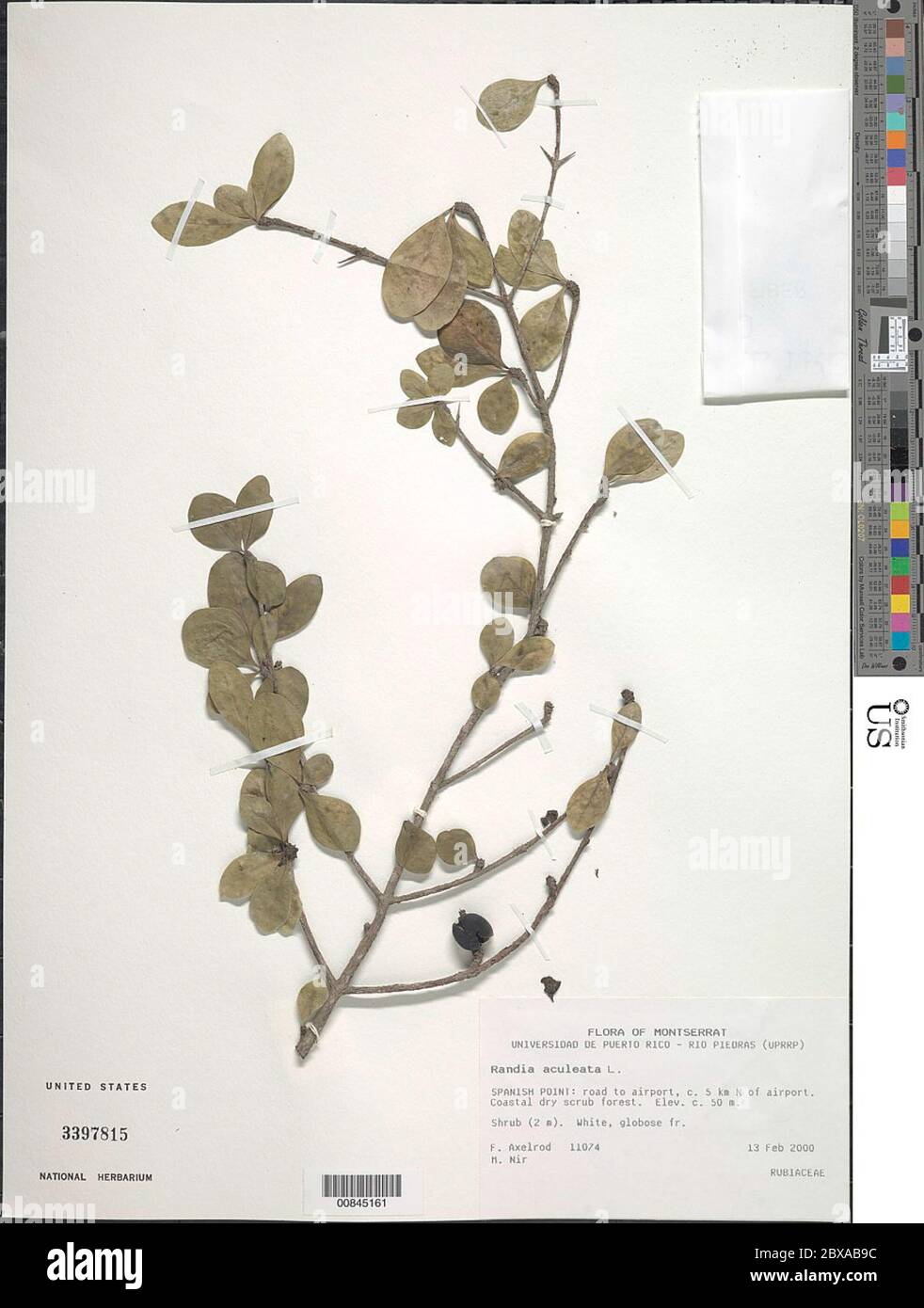 Randia aculeata hi-res stock photography and images - Alamy