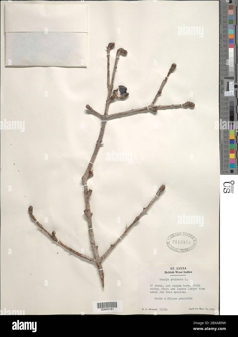 Randia aculeata hi-res stock photography and images - Alamy