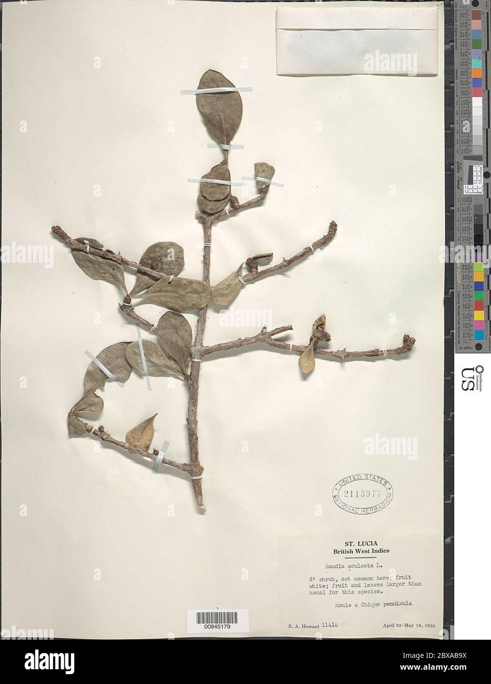 Randia aculeata hi-res stock photography and images - Alamy