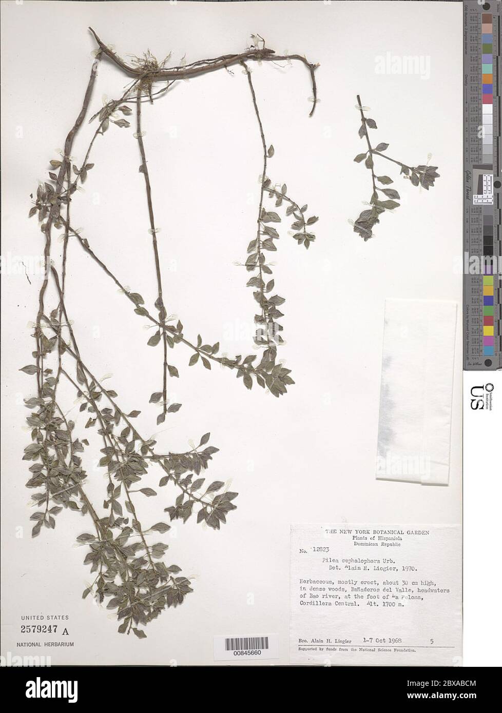 Cephalophora hi-res stock photography and images - Alamy