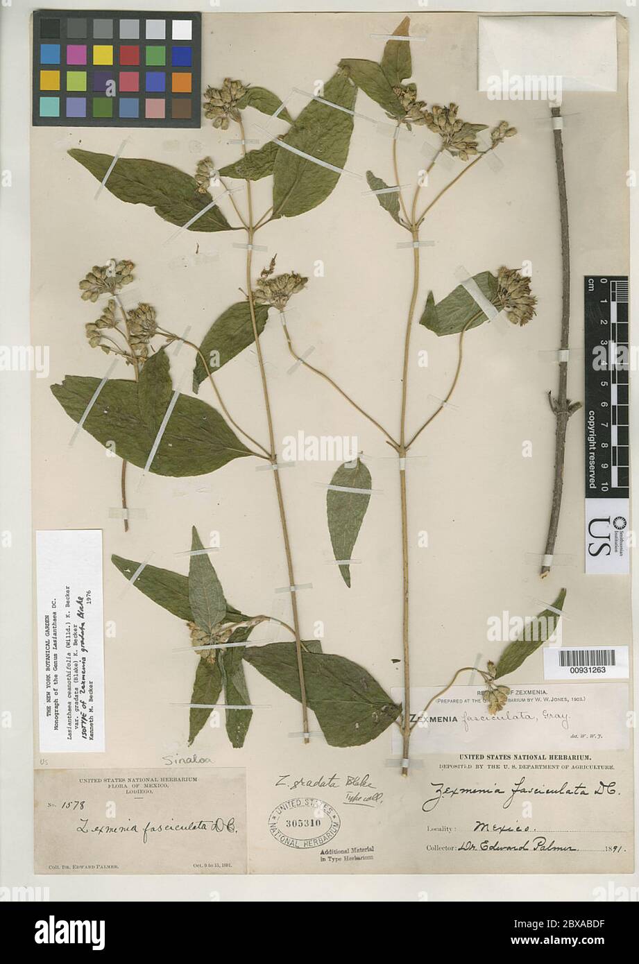 Zexmenia hi-res stock photography and images - Alamy