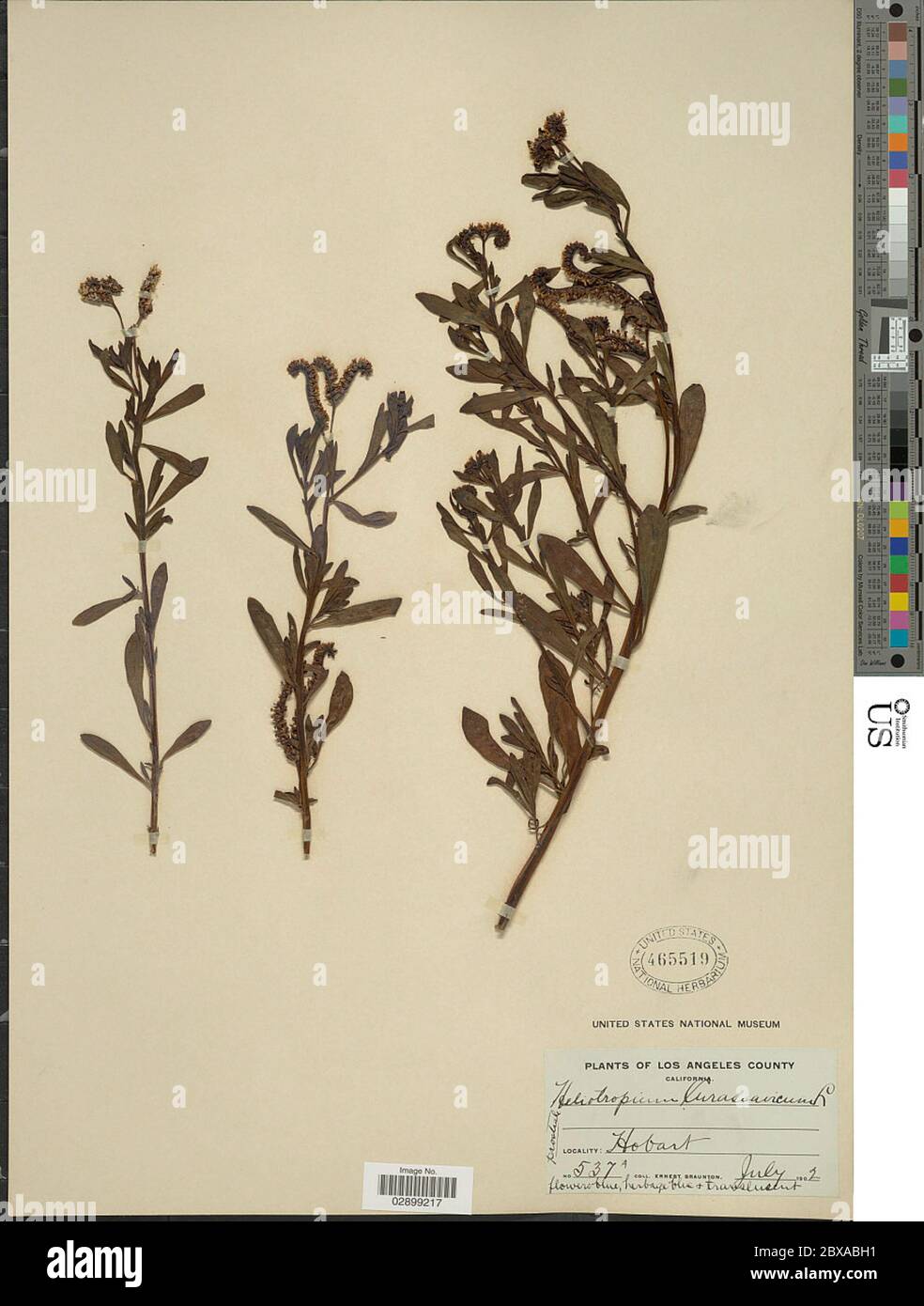 Heliotropium species hi-res stock photography and images - Alamy
