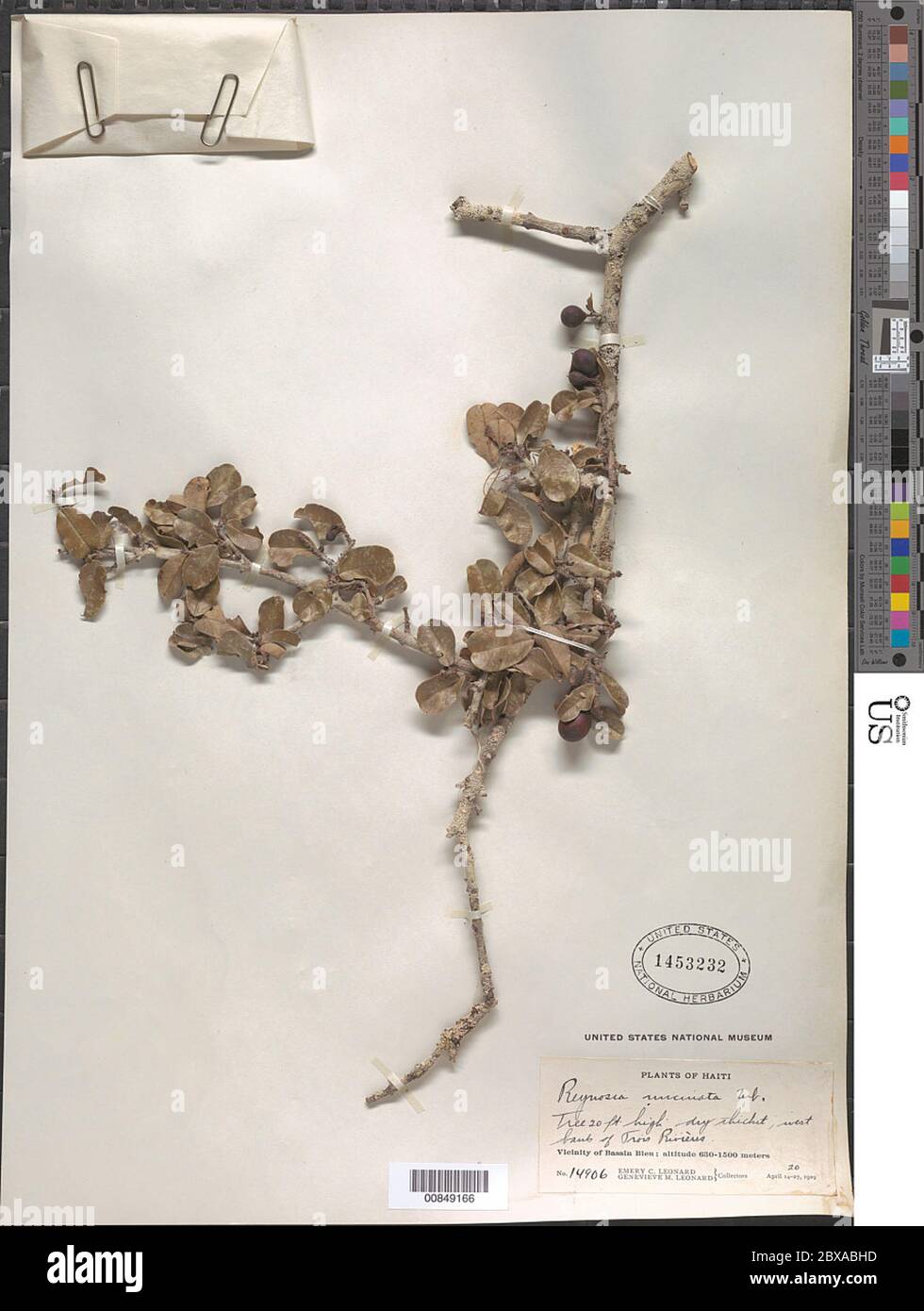 Reynosia uncinata Urb Reynosia uncinata Urb Stock Photo - Alamy