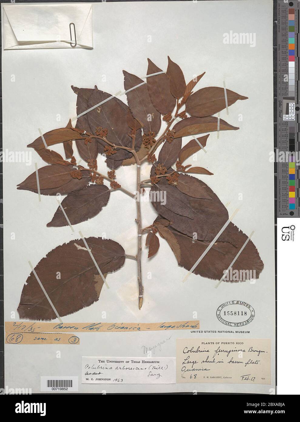 Colubrina arborescens hi-res stock photography and images - Alamy
