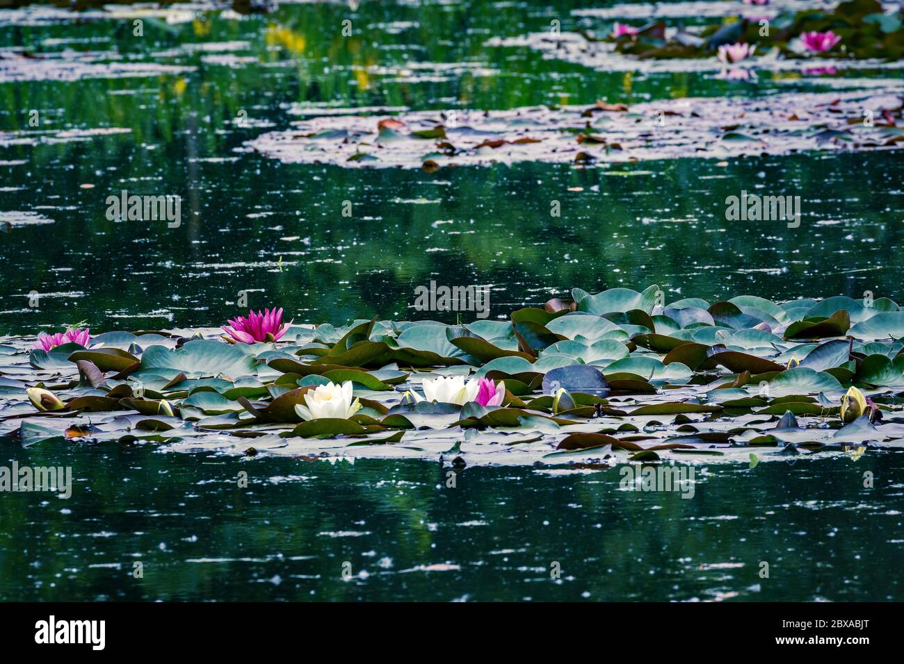 small pond with water lilies Stock Photo - Alamy