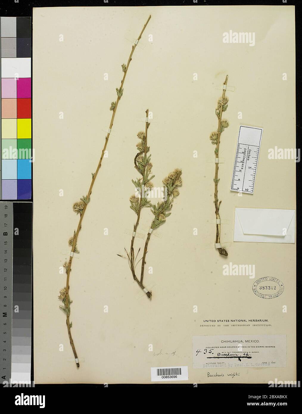 Baccharis baccharis sp hi-res stock photography and images - Alamy