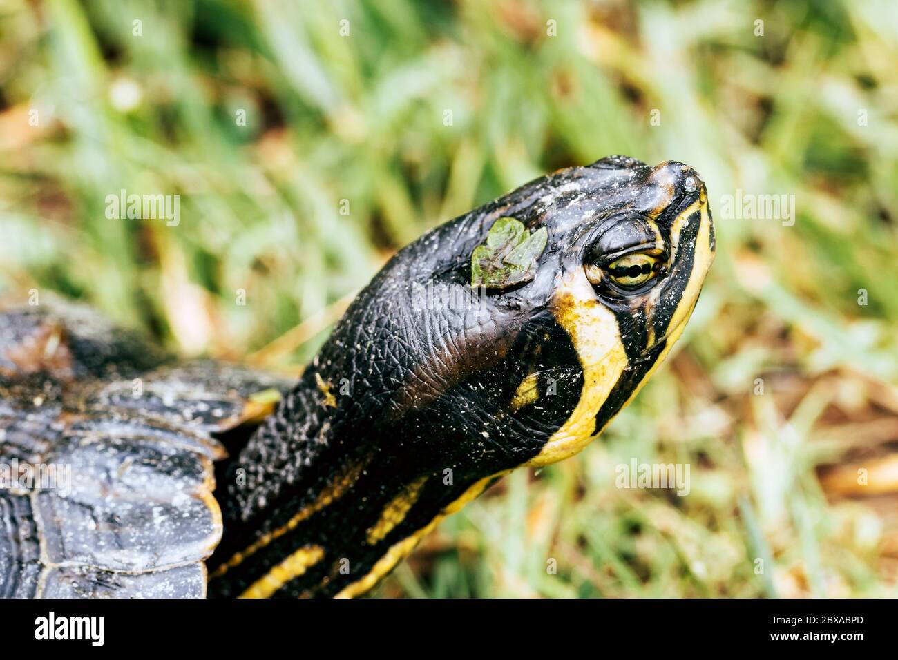Freshwater Turtle - (Trachemys scripta scripta Stock Photo - Alamy