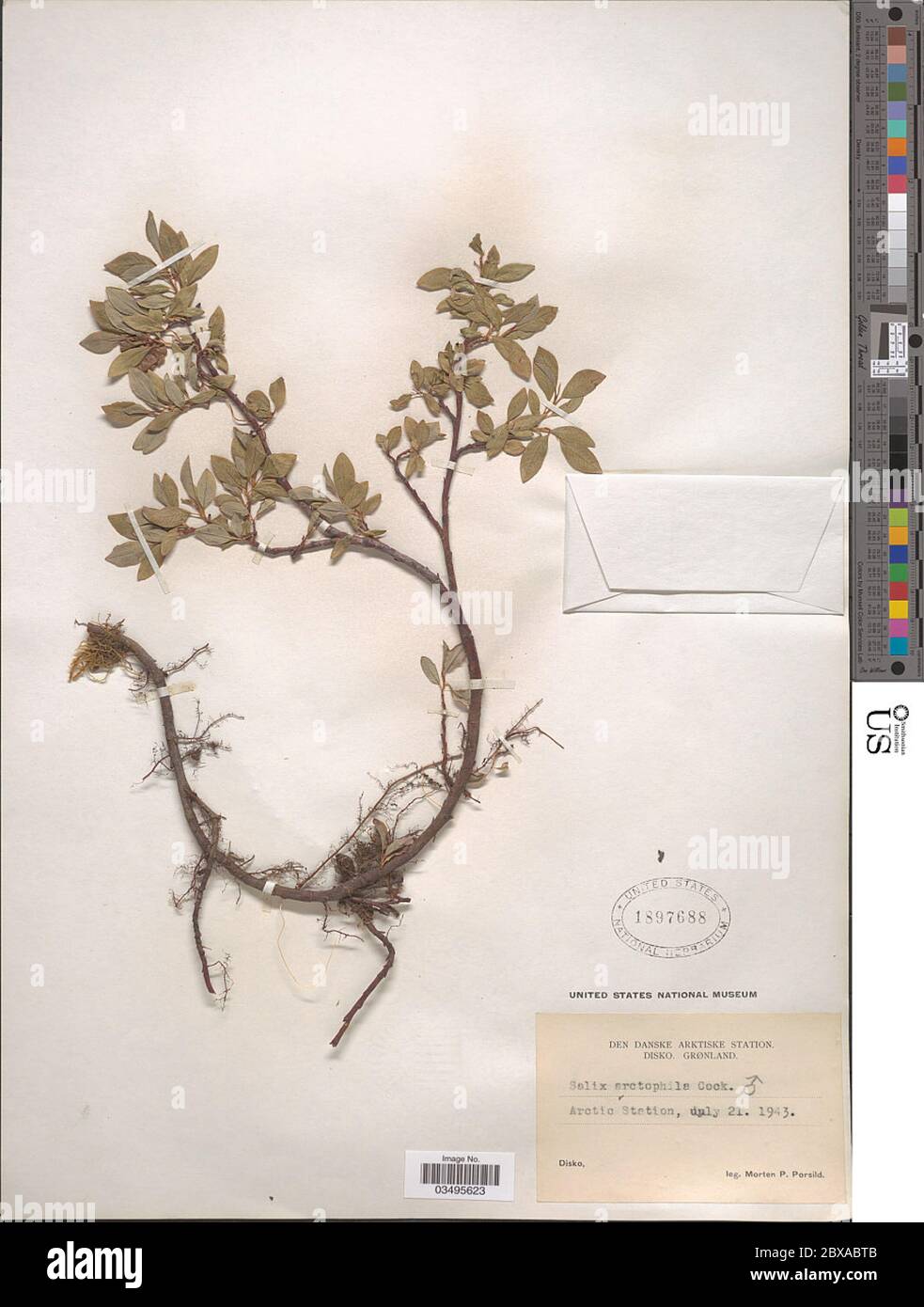Salix arctophila Cockerell Salix arctophila Cockerell Stock Photo - Alamy