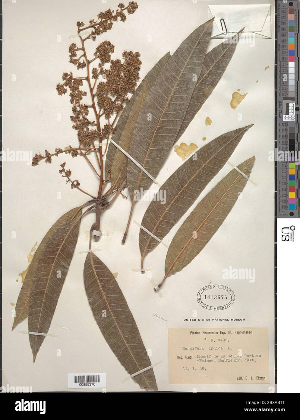 Mangifera indica L Mangifera indica L Stock Photo - Alamy