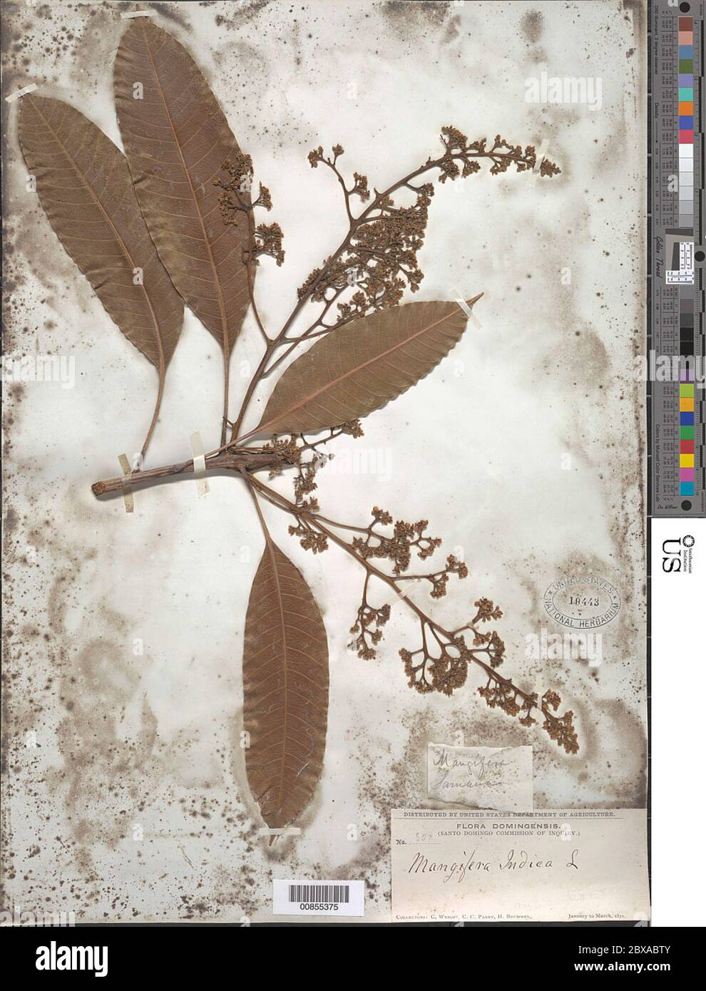 Mangifera indica L Mangifera indica L Stock Photo - Alamy