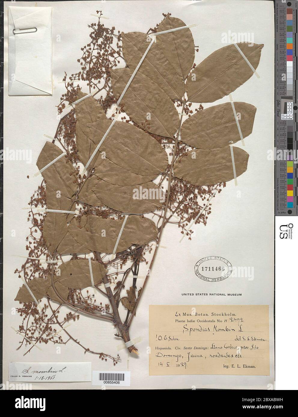 Spondias mombin l hi-res stock photography and images - Alamy