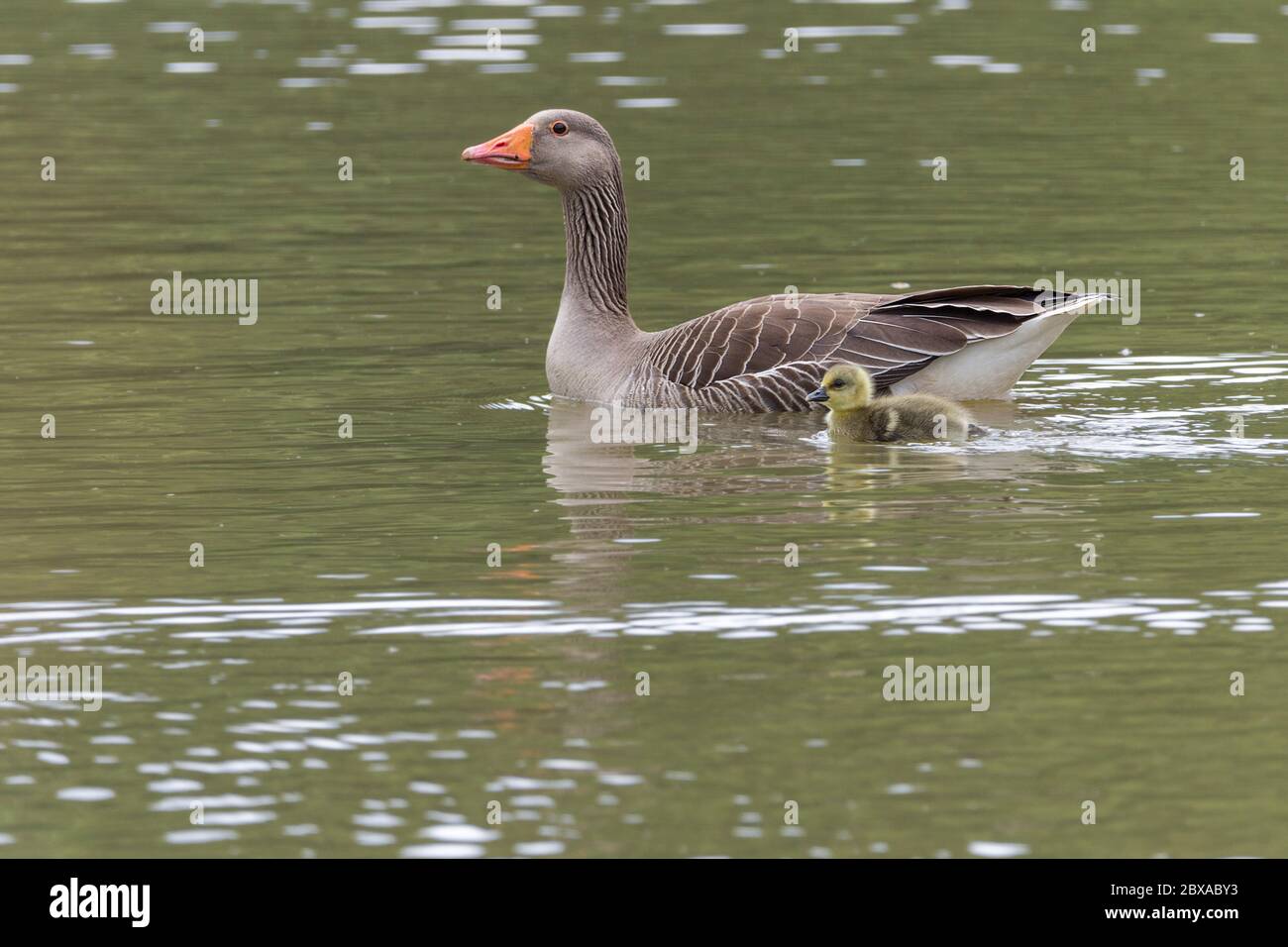 Dark feathery wavy ridges on neck hi-res stock photography and images ...
