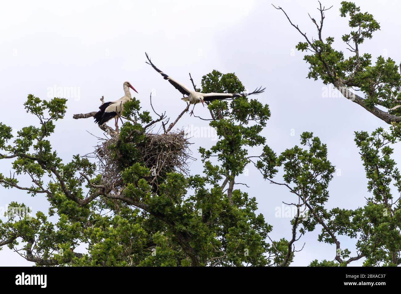 Knepp castle rewilding hi-res stock photography and images - Alamy